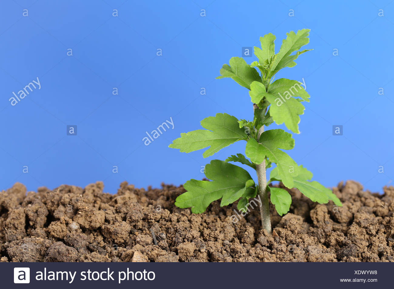 Junger Baum High Resolution Stock Photography and Images - Alamy