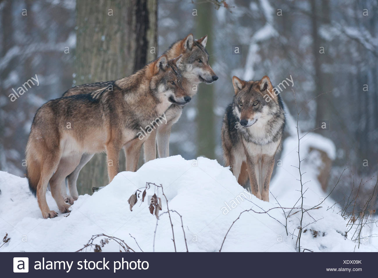 Juvenile Wolves High Resolution Stock Photography and Images - Alamy