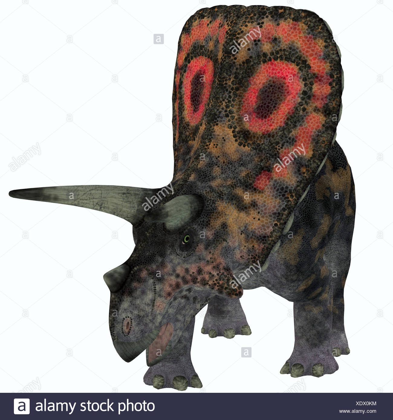 Torosaurus Stock Photos & Torosaurus Stock Images - Alamy