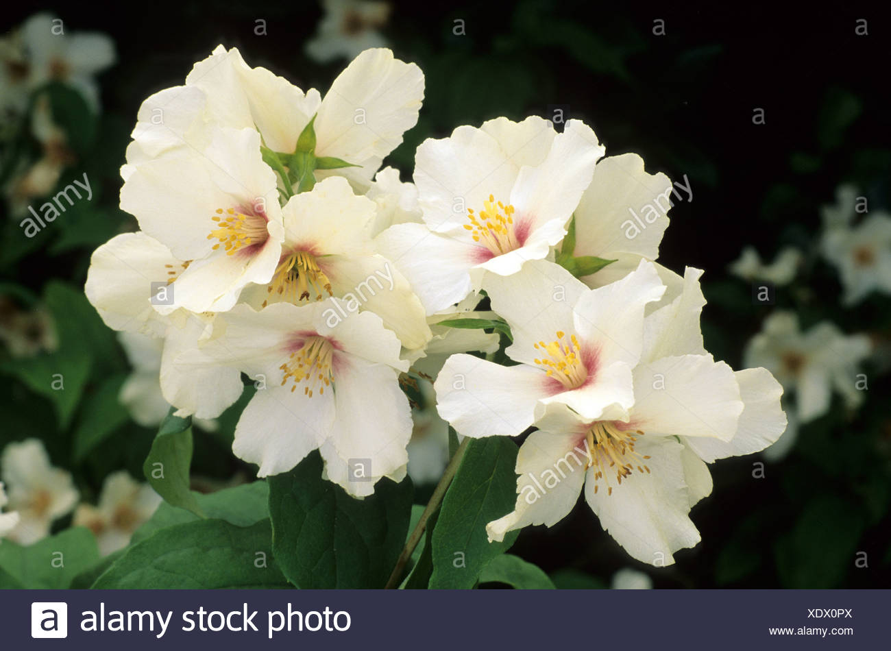 Belle Etoile High Resolution Stock Photography and Images - Alamy