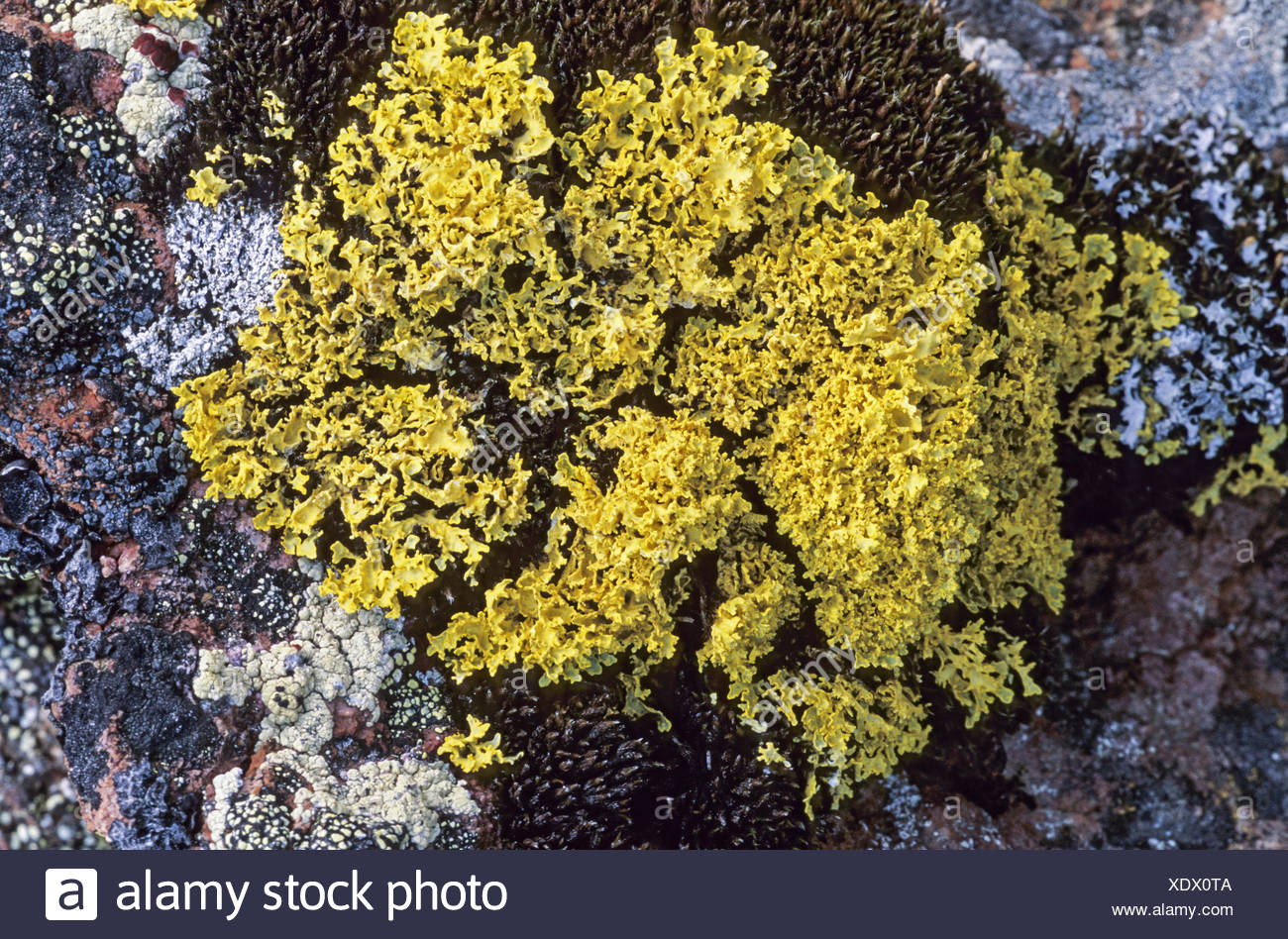 Ascomycetes High Resolution Stock Photography and Images - Alamy