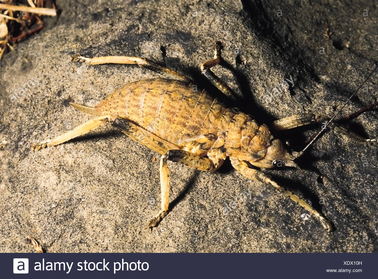 Wingless Insect Stock Photos & Wingless Insect Stock Images - Alamy