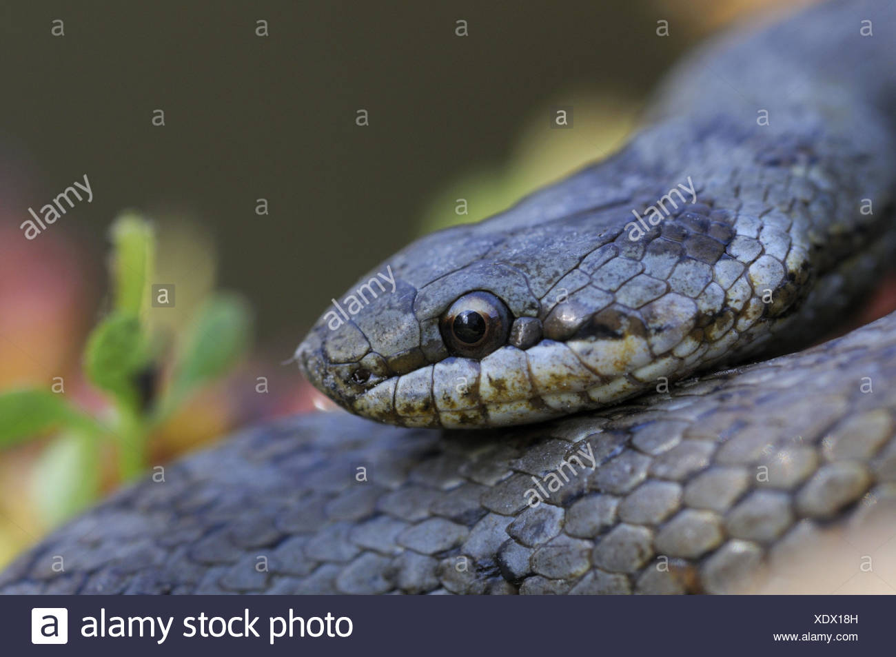 Snake Smooth Snake High Resolution Stock Photography and Images - Alamy