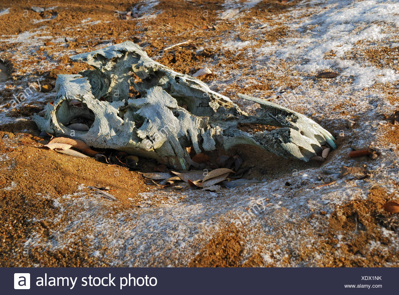 Rotting Animal High Resolution Stock Photography and Images - Alamy