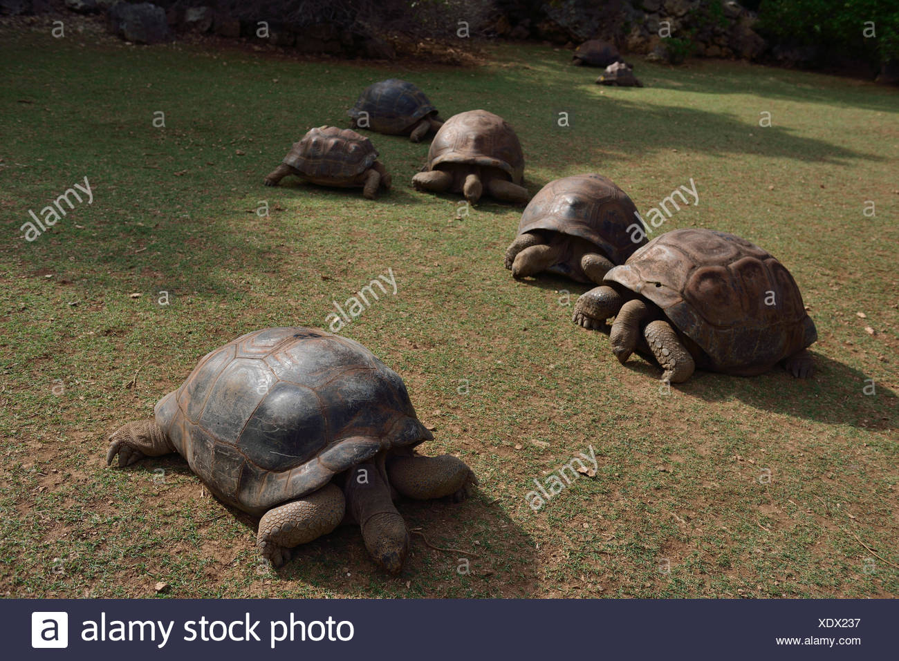 Tortoise Cave High Resolution Stock Photography and Images - Alamy