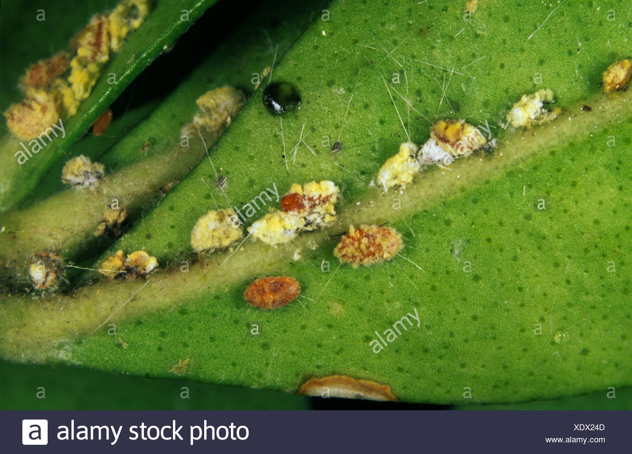 Planococcus High Resolution Stock Photography and Images - Alamy