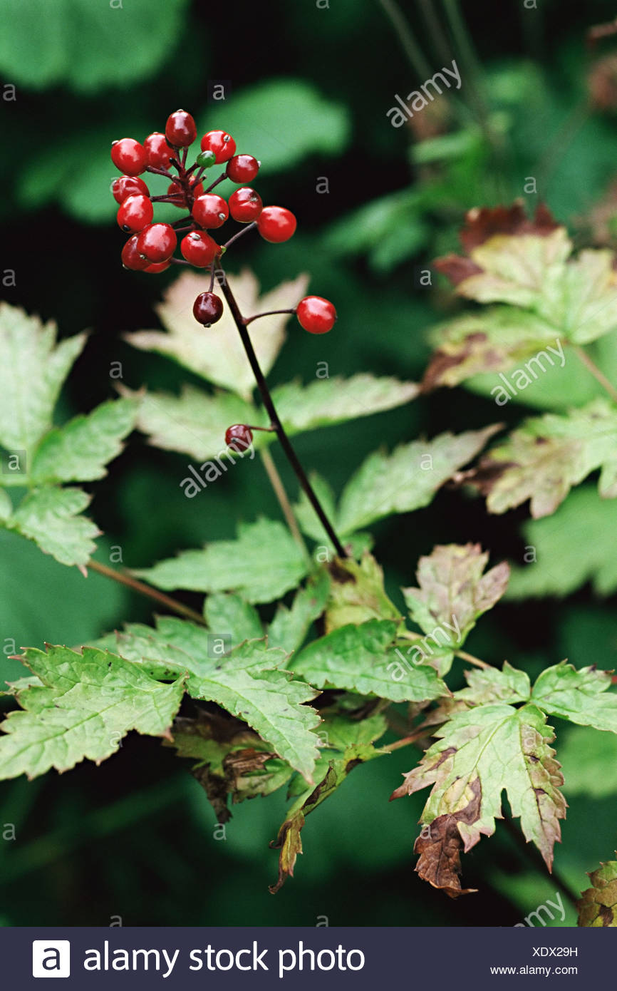 Poison Berry High Resolution Stock Photography and Images - Alamy