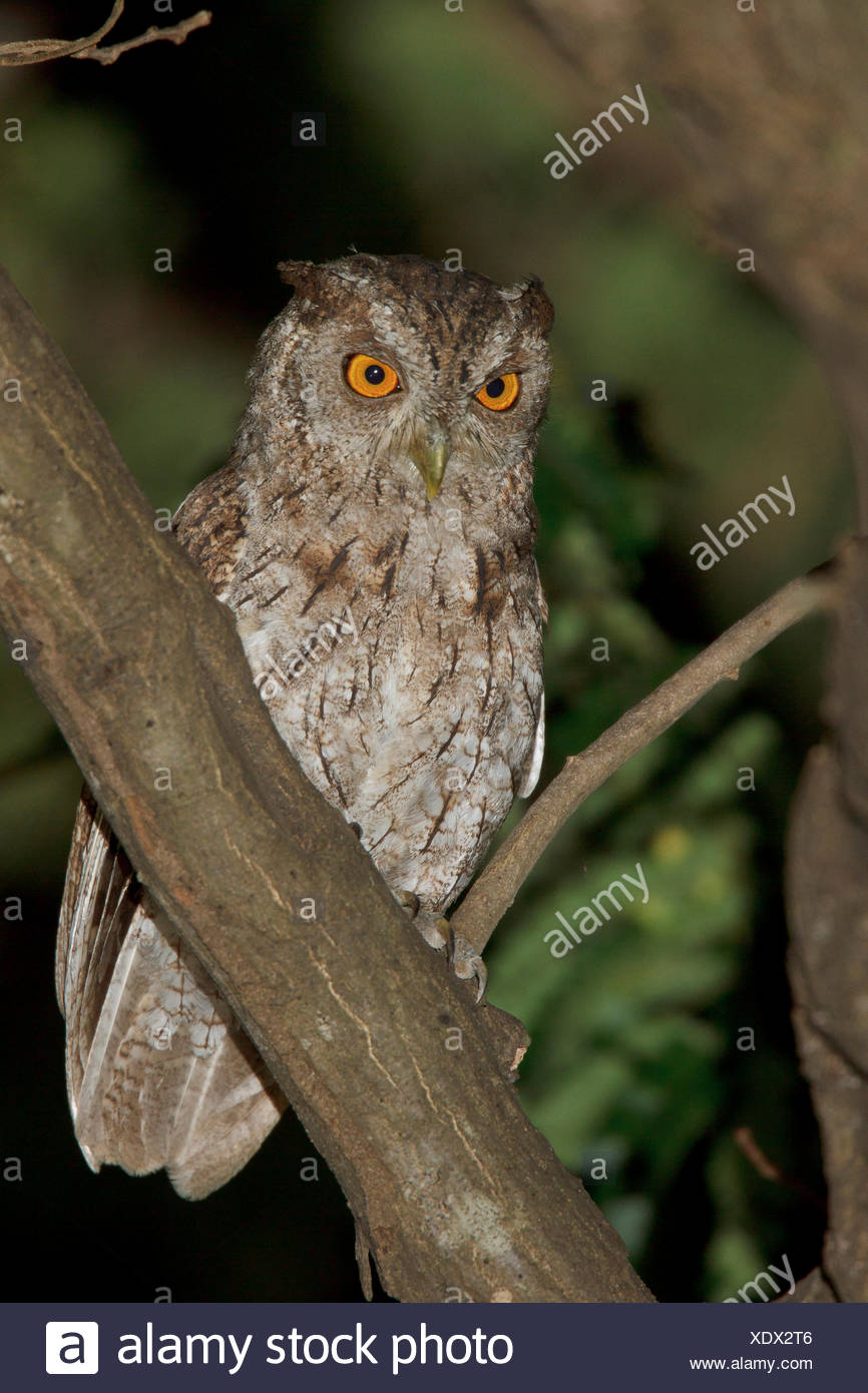 Megascops High Resolution Stock Photography and Images - Alamy