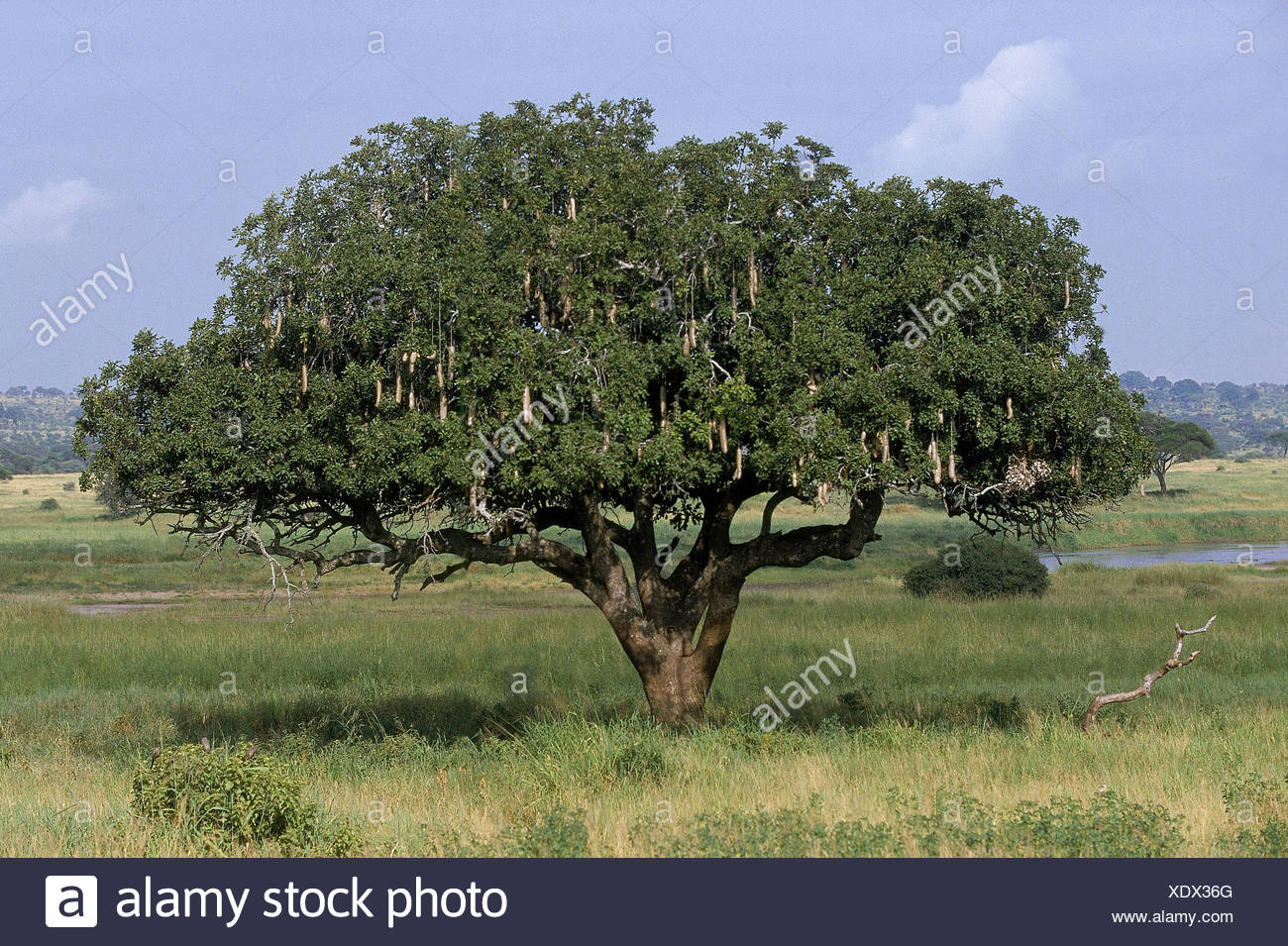 Kigelia Africana High Resolution Stock Photography and Images - Alamy