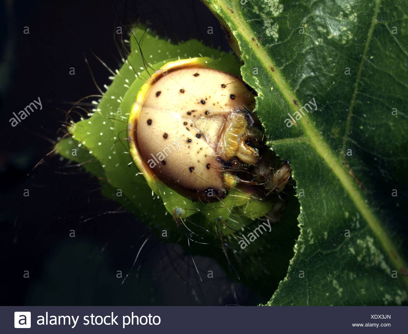 Chinese Tasar Moth High Resolution Stock Photography and Images - Alamy