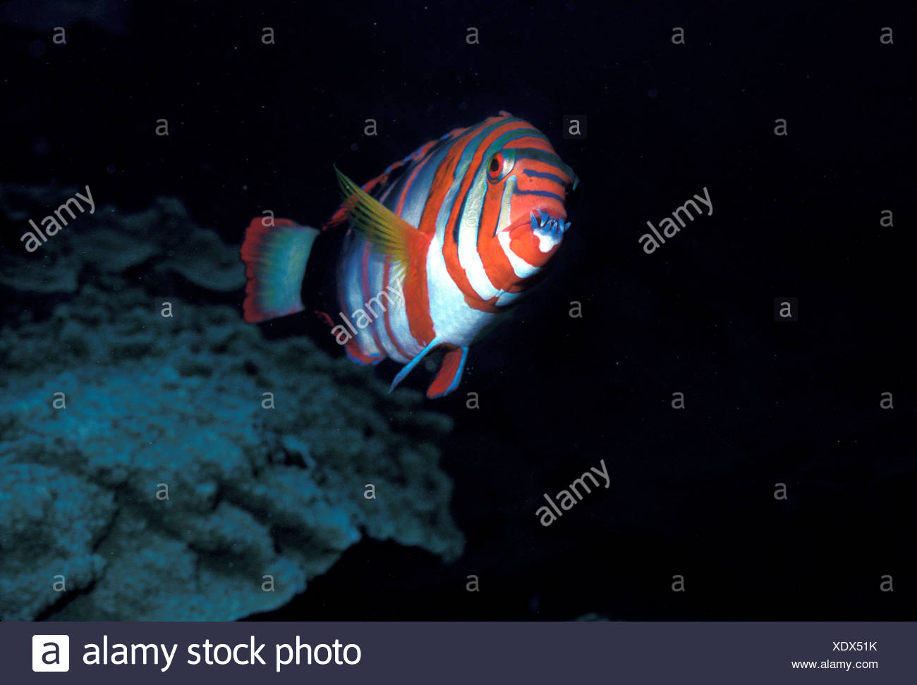Tusk Fish High Resolution Stock Photography and Images - Alamy