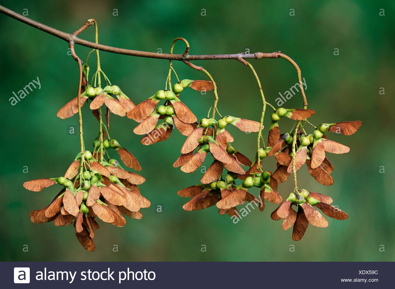 Sycamore Seeds High Resolution Stock Photography and Images - Alamy