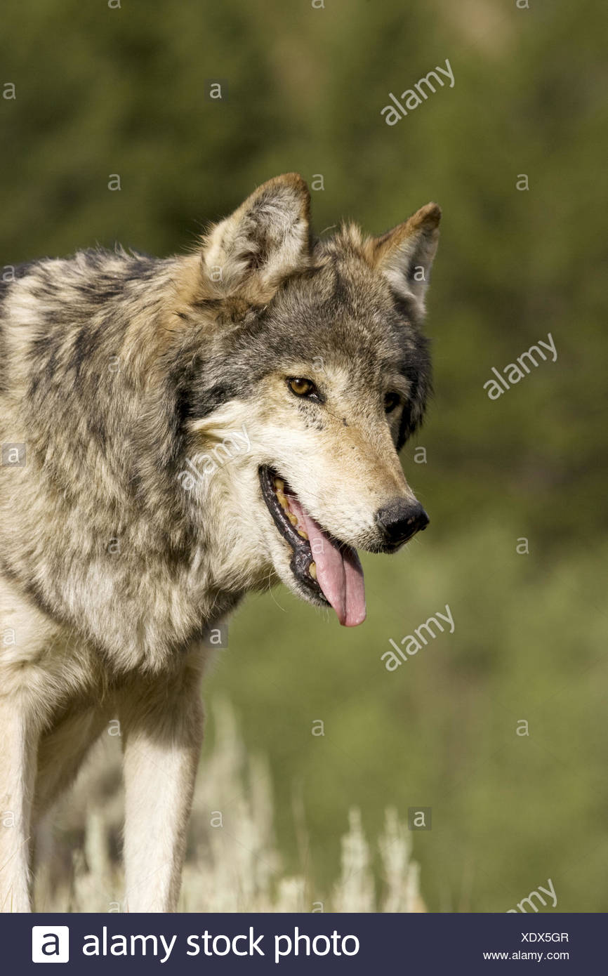 Wolf Sitting High Resolution Stock Photography and Images - Alamy