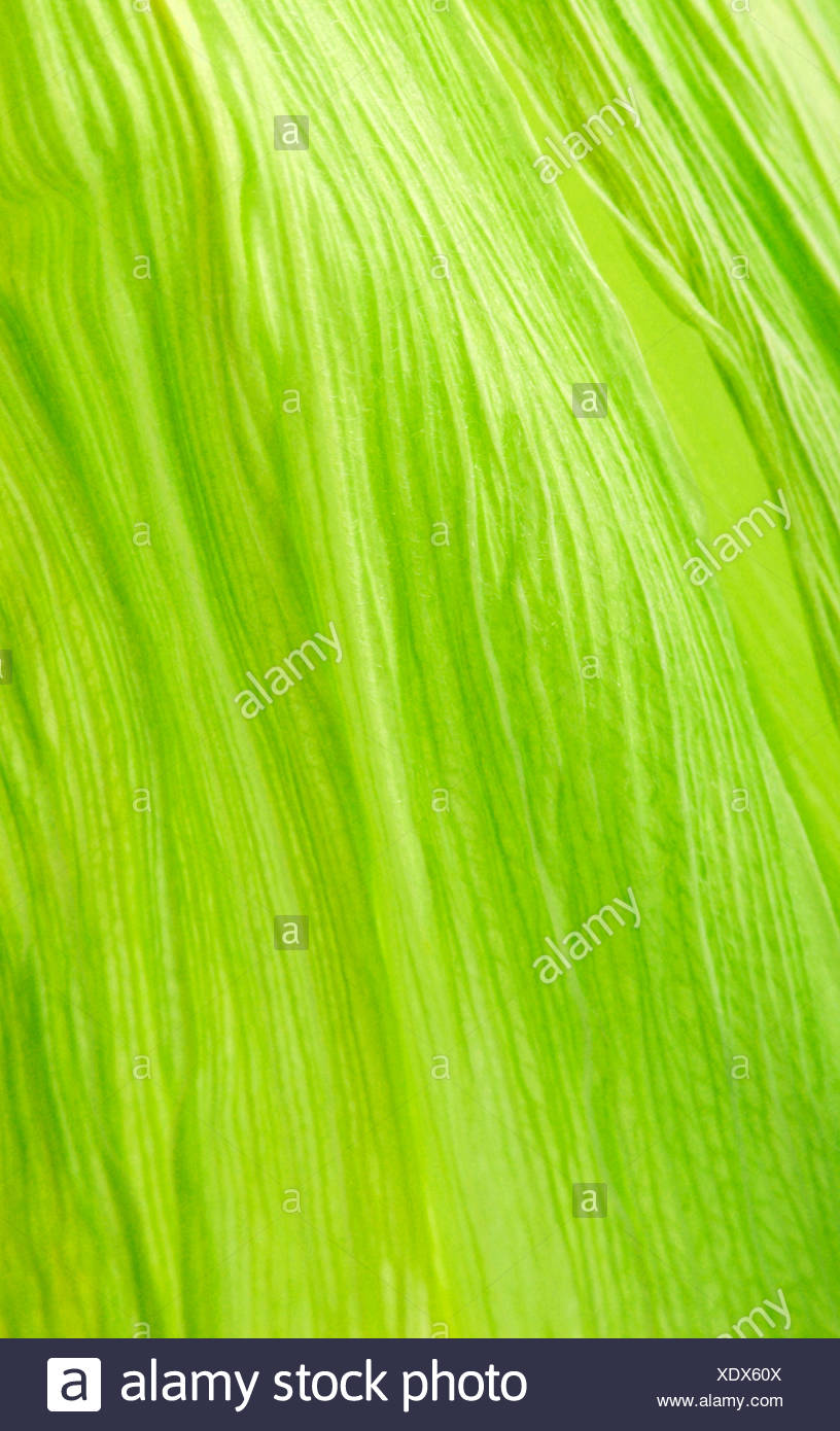 Mais Corn High Resolution Stock Photography and Images - Alamy