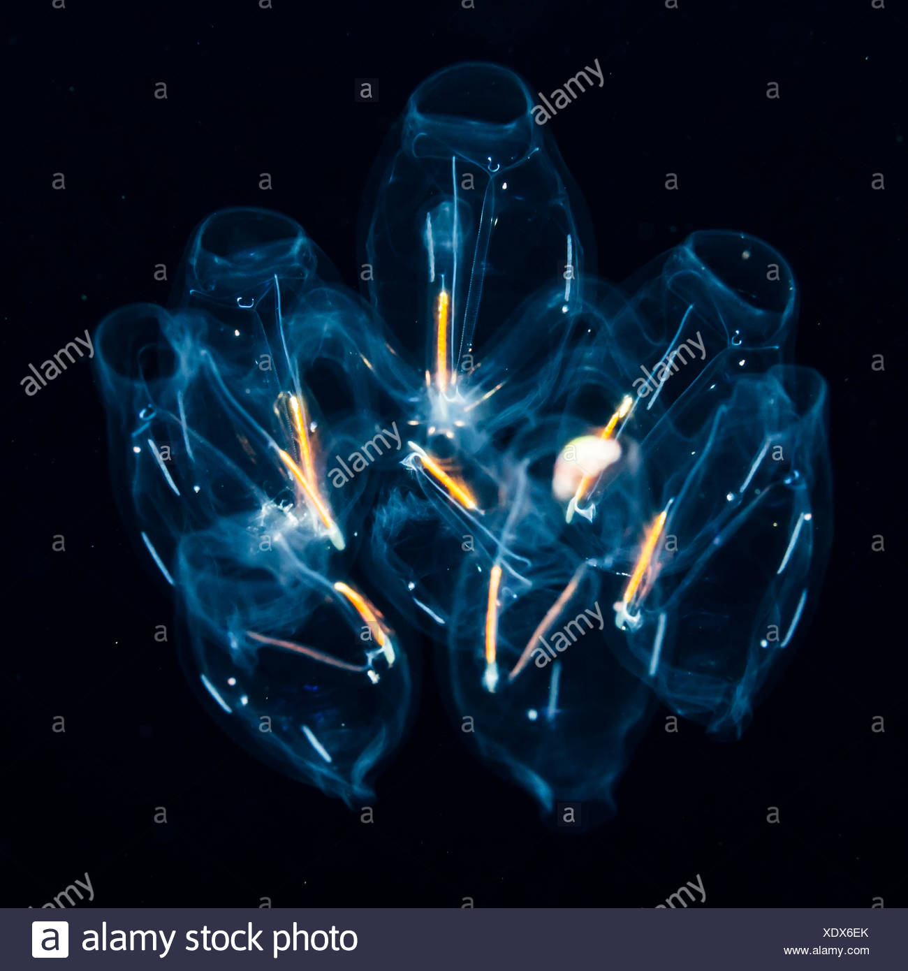 Salp High Resolution Stock Photography and Images - Alamy