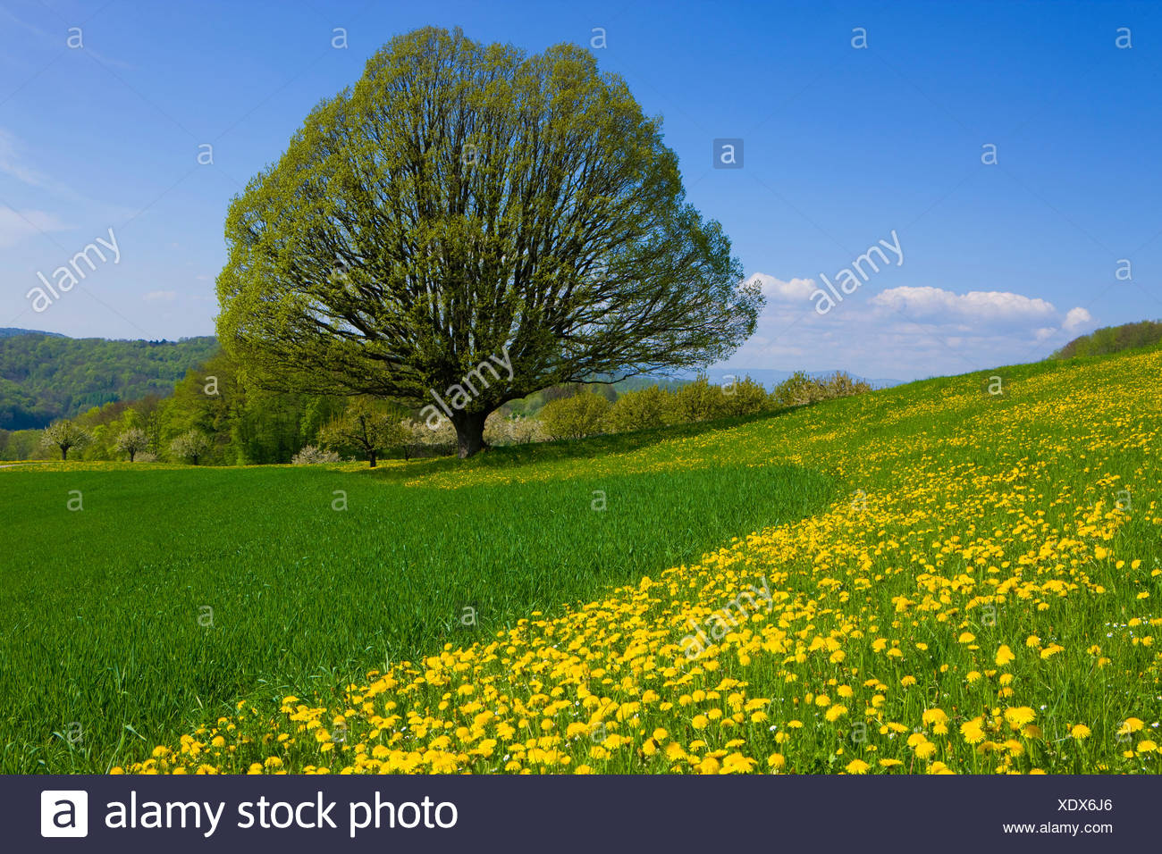 Canton Basel High Resolution Stock Photography and Images - Alamy