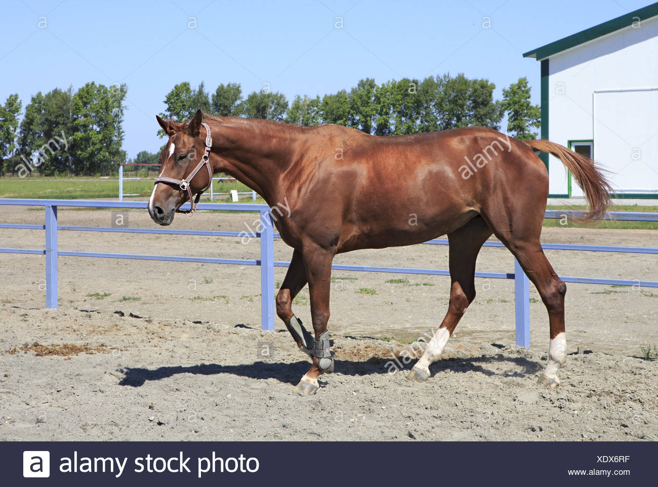 Trakehner Breed Stock Photos & Trakehner Breed Stock Images - Alamy