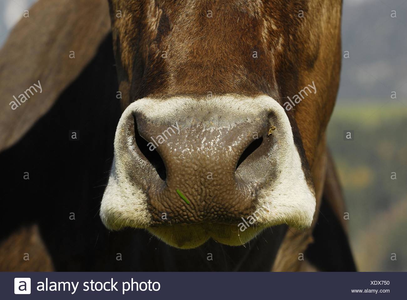 Cow Mouth High Resolution Stock Photography and Images - Alamy