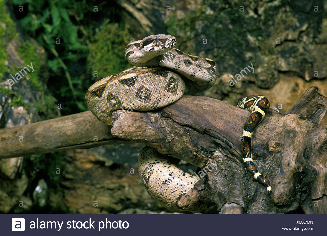 Boa Constrictor High Resolution Stock Photography and Images - Alamy