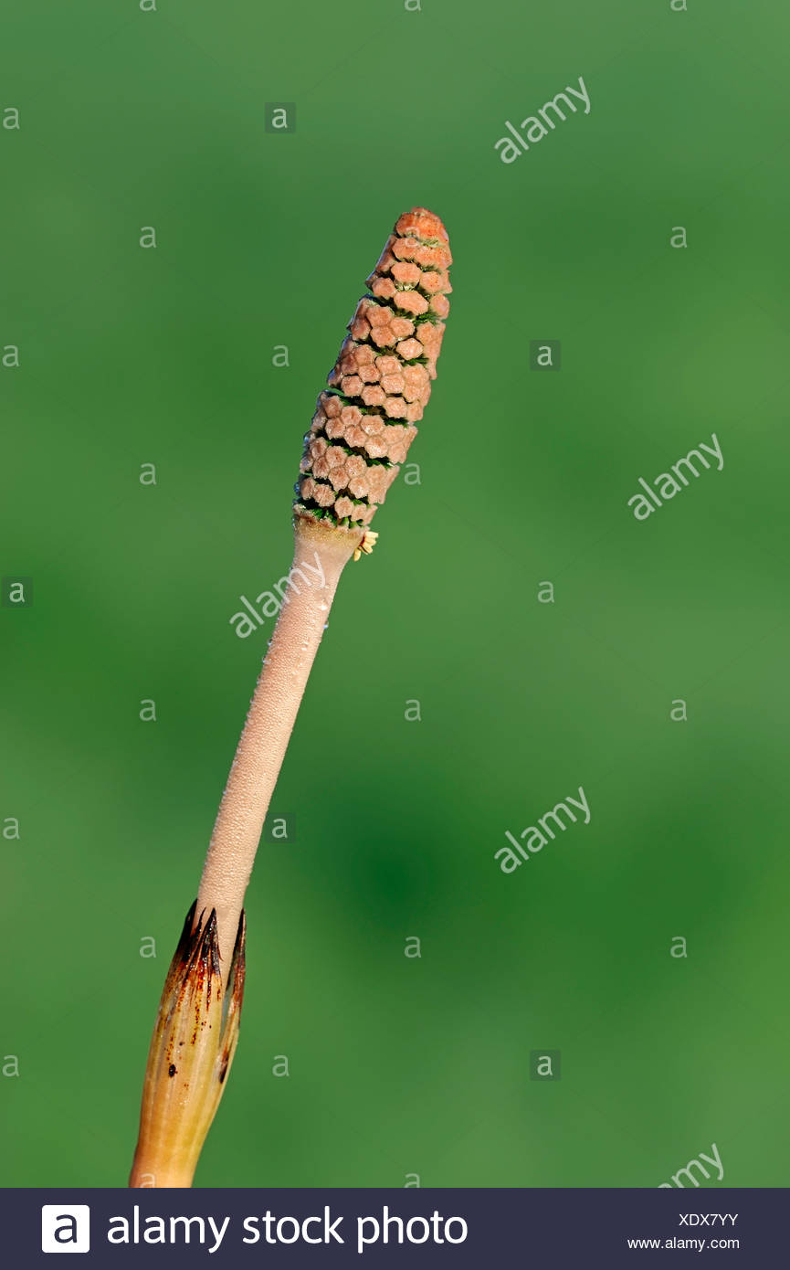 Equisetum Horsetail Snake Grass High Resolution Stock Photography and ...