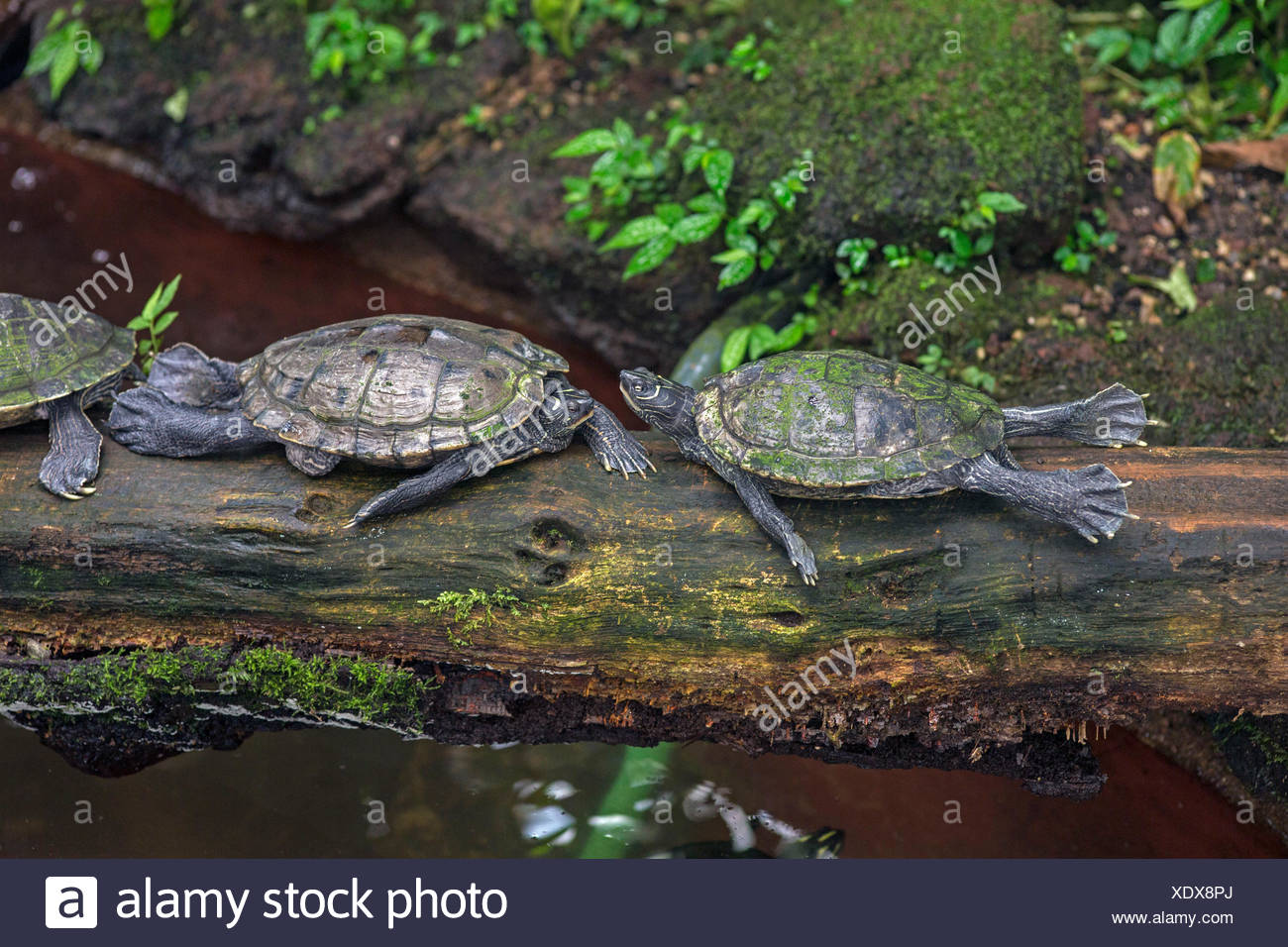 Funny Posture High Resolution Stock Photography and Images - Alamy