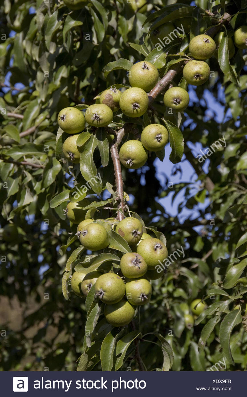 Pyrus Nivalis Stock Photos & Pyrus Nivalis Stock Images - Alamy