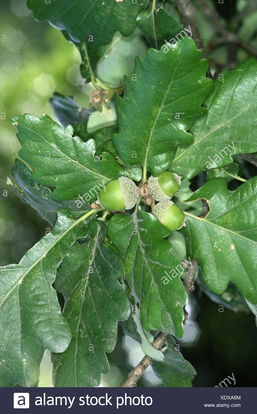 Quercus Canariensis High Resolution Stock Photography and Images - Alamy