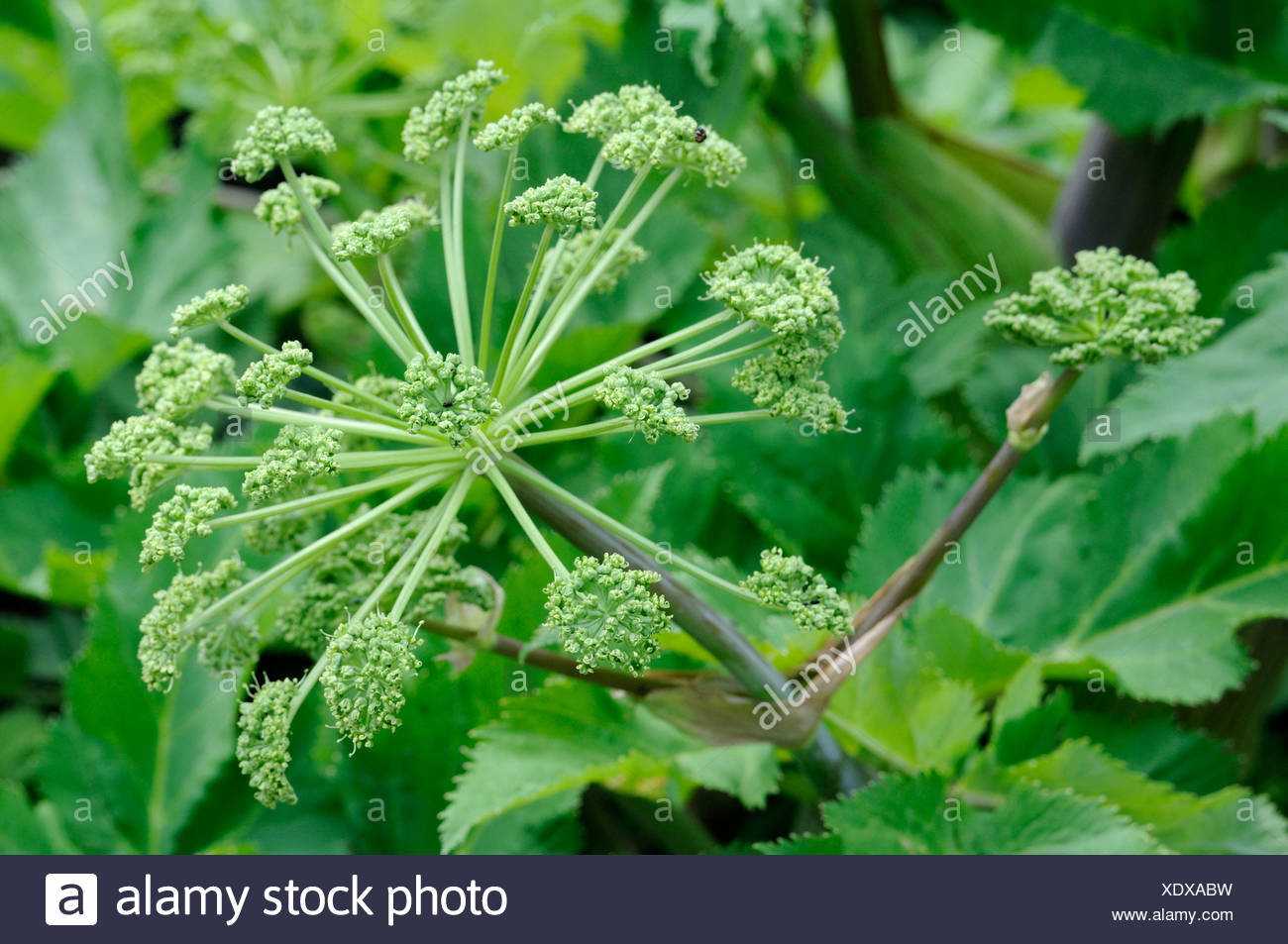 Angelica Plant Stock Photos & Angelica Plant Stock Images - Alamy