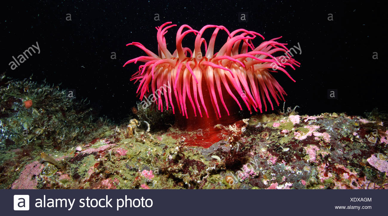 Christmas Anemone Stock Photos & Christmas Anemone Stock Images - Alamy