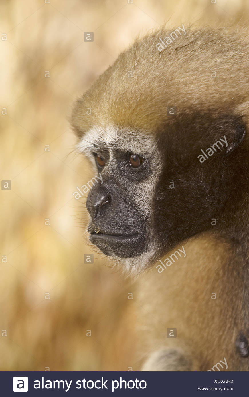 Hoolock Gibbon Stock Photos & Hoolock Gibbon Stock Images - Alamy