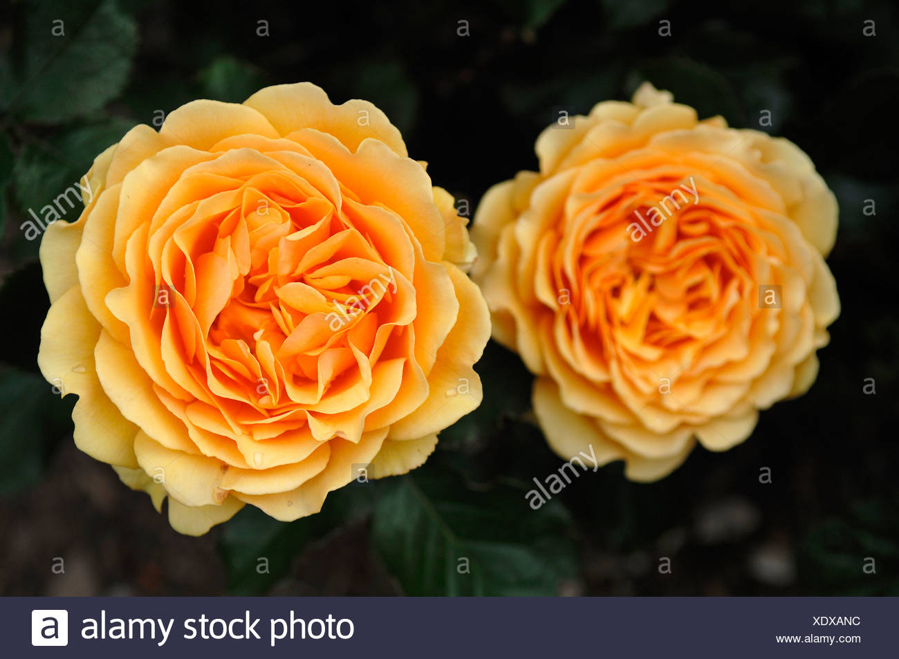 Amber Queen Rose High Resolution Stock Photography and Images - Alamy