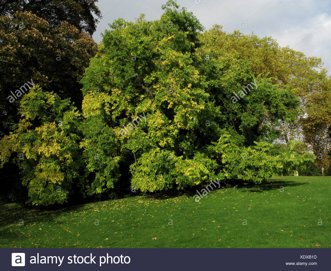 Hackberry Trees High Resolution Stock Photography and Images - Alamy