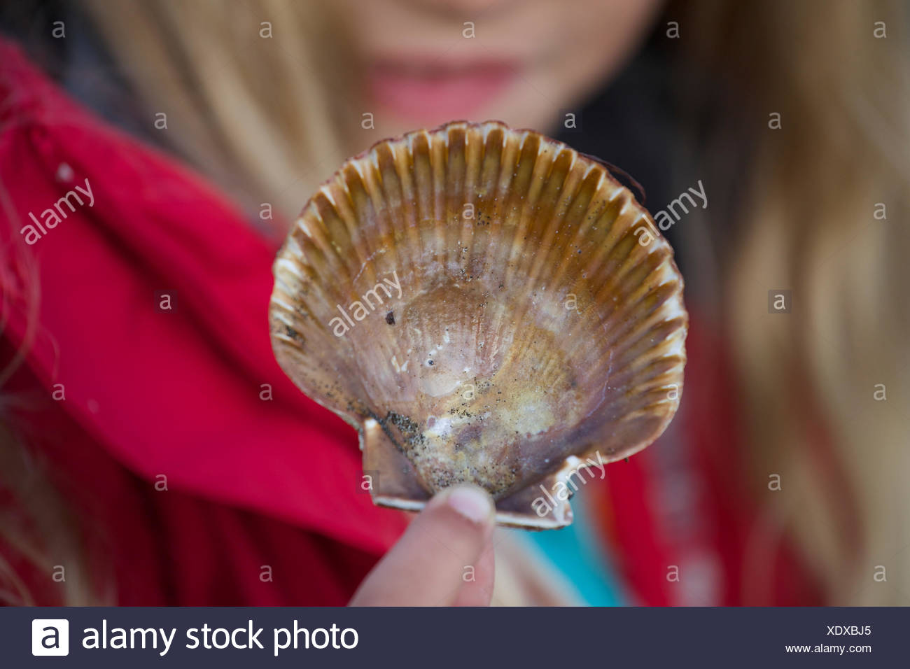 Queen Scallop High Resolution Stock Photography and Images - Alamy
