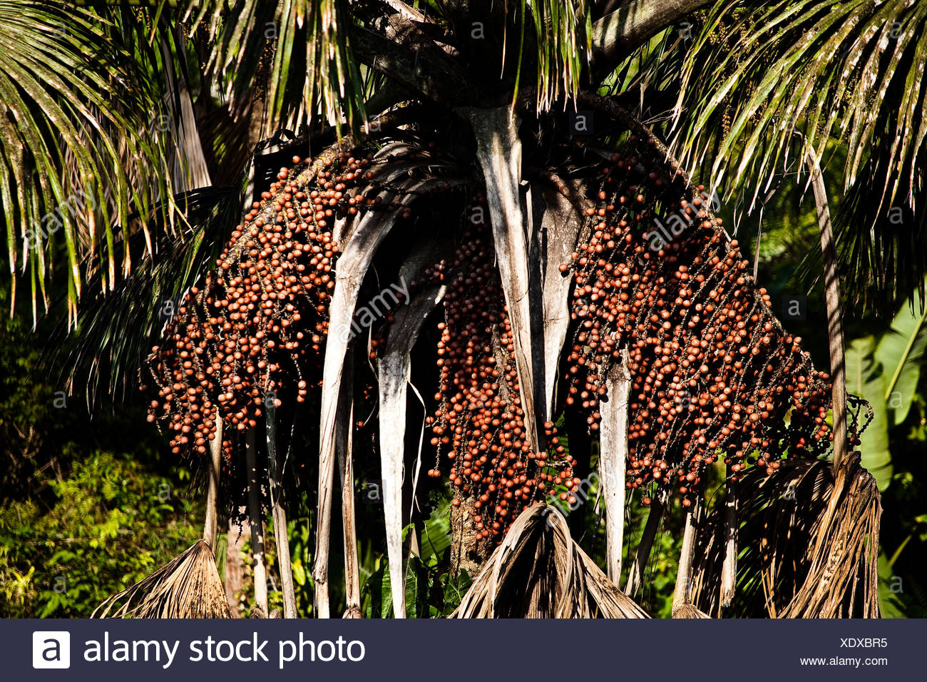 Buriti Palm High Resolution Stock Photography and Images - Alamy