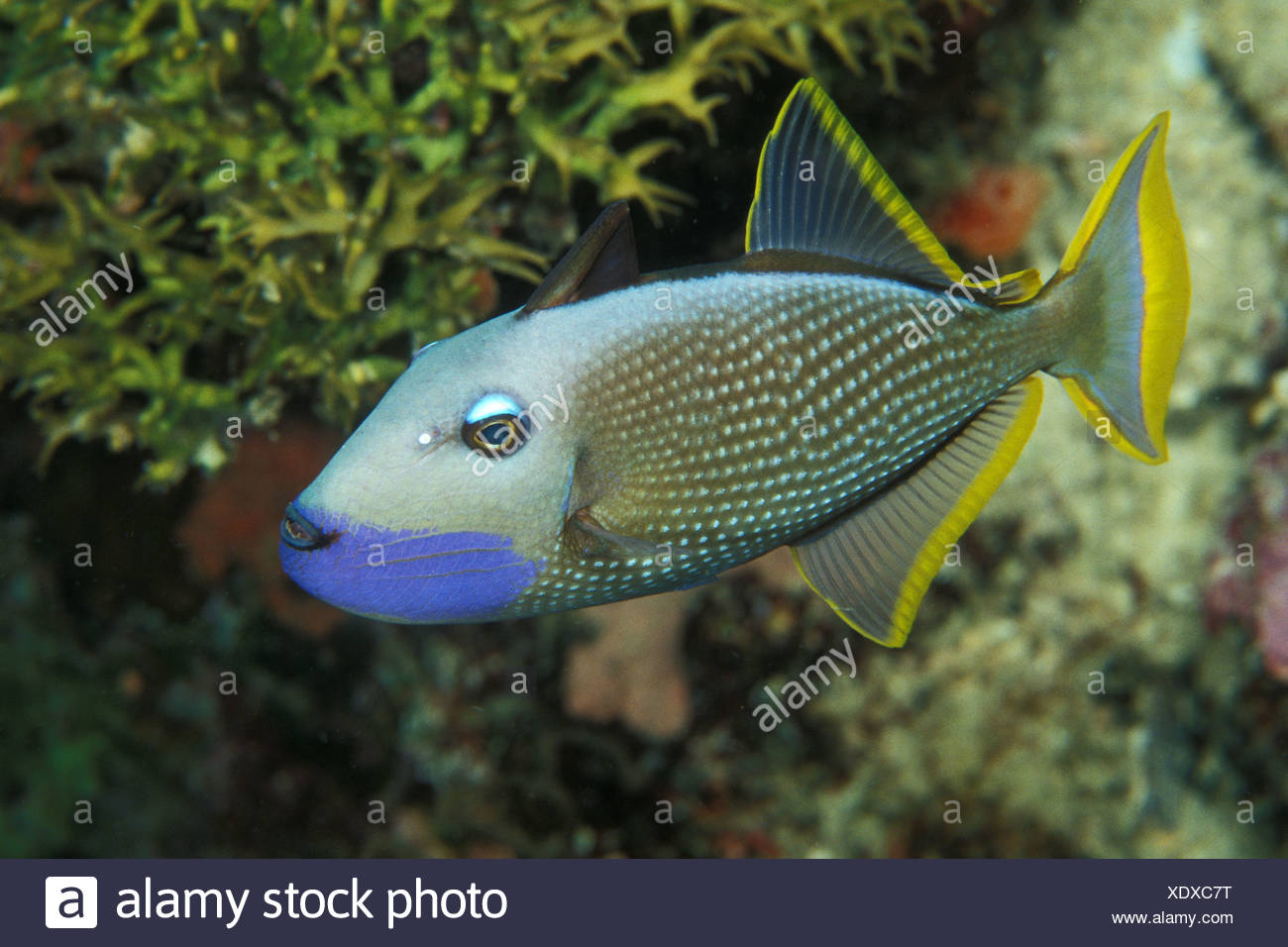 Xanthichthys Auromarginatus High Resolution Stock Photography and ...