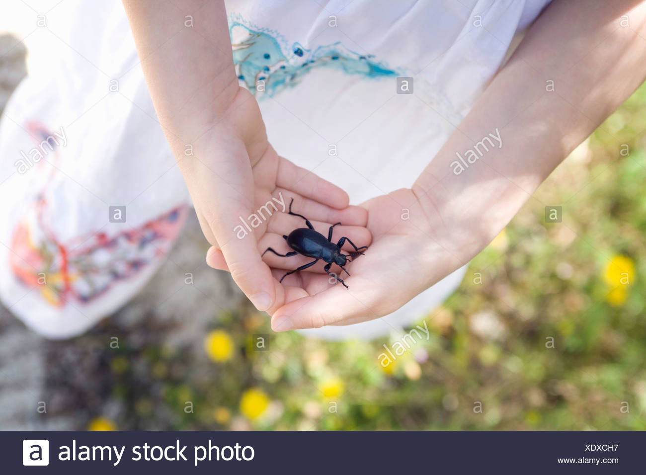 Child Holding Insect High Resolution Stock Photography and Images - Alamy