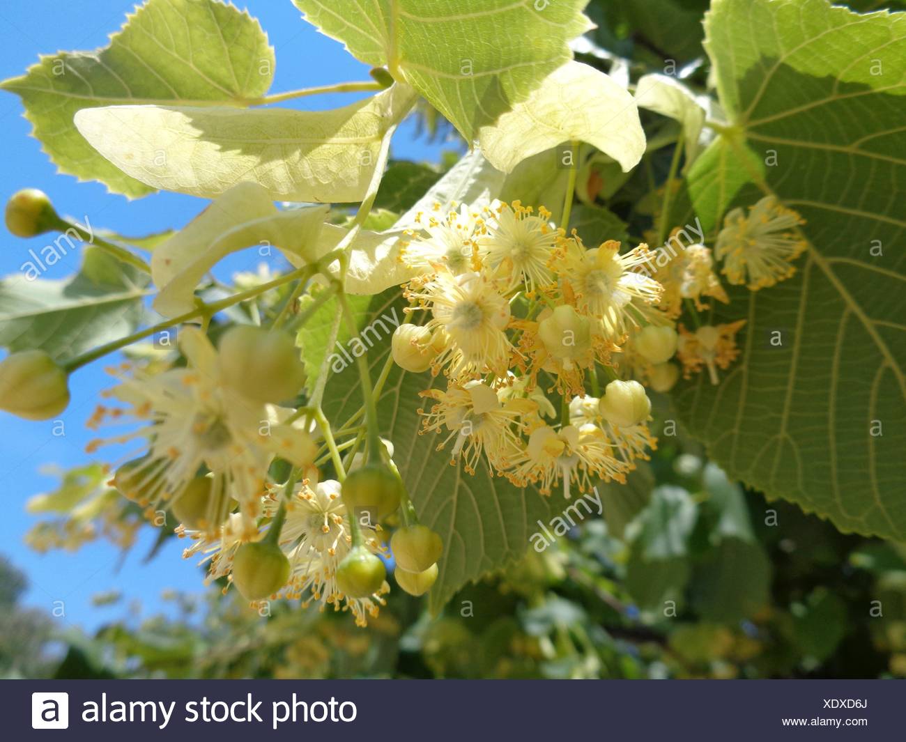 Tilia Sp Stock Photos & Tilia Sp Stock Images - Alamy