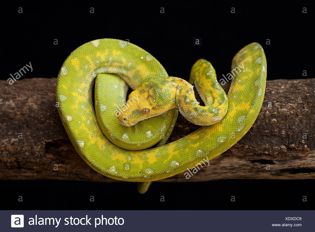 Curled Animals High Resolution Stock Photography and Images - Alamy