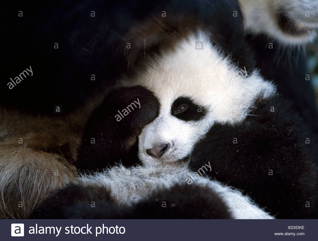 Cuddling Cub High Resolution Stock Photography and Images - Alamy