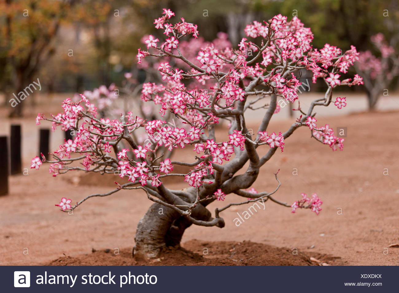 Multiflorum High Resolution Stock Photography and Images - Alamy