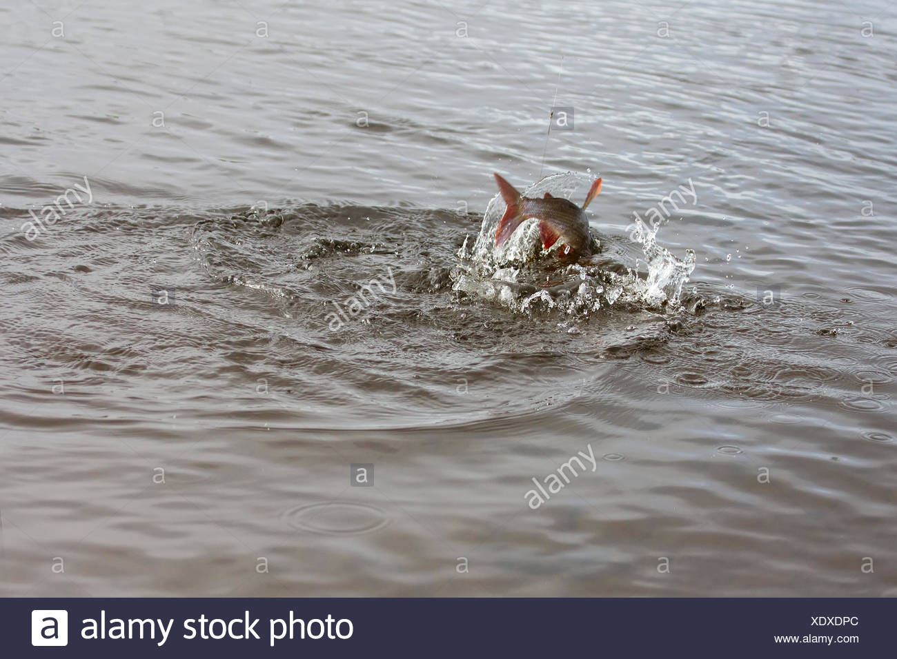 Grayling Fish Stock Photos & Grayling Fish Stock Images - Alamy