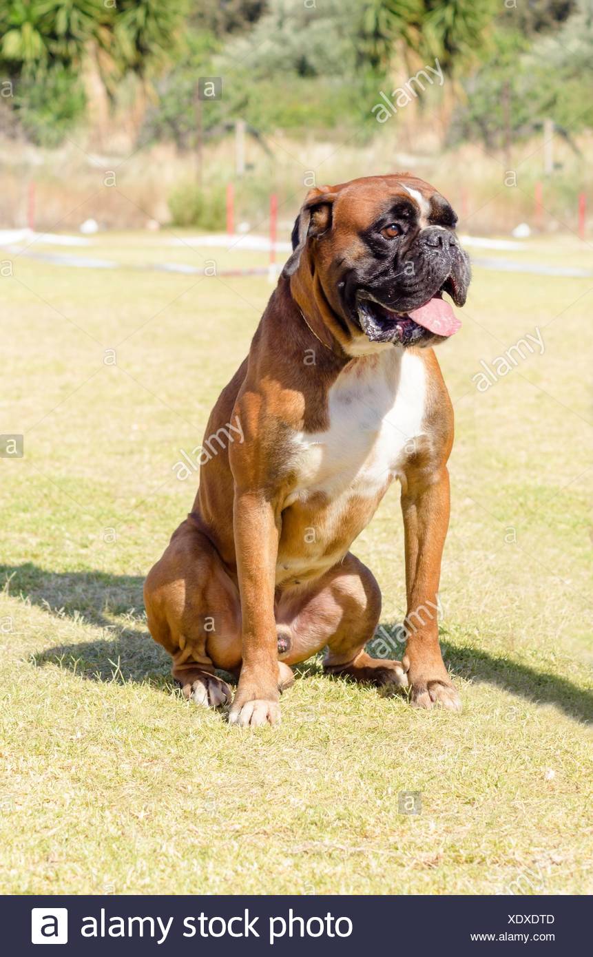 Blunt Ears High Resolution Stock Photography and Images - Alamy