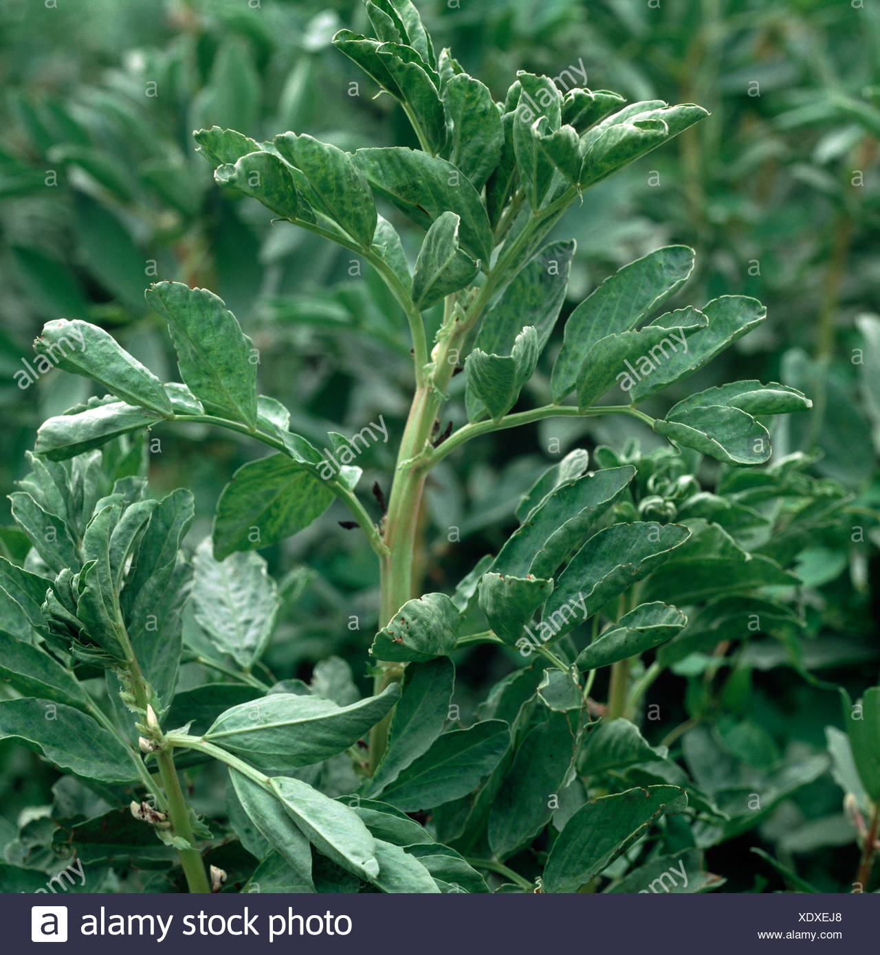 Bean Virus Stock Photos & Bean Virus Stock Images - Alamy