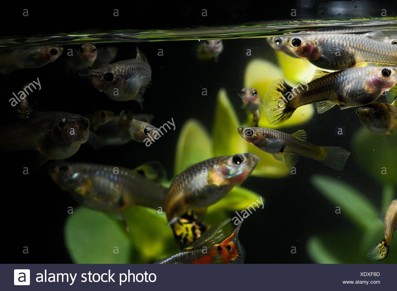 Poecilia Reticulata Female Stock Photos & Poecilia Reticulata Female ...