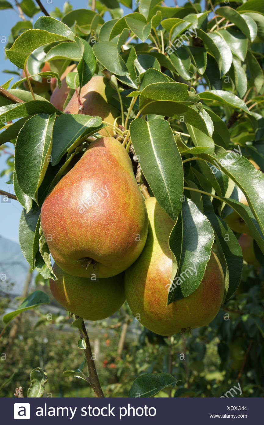 Birne Garten Stock Photos & Birne Garten Stock Images - Alamy