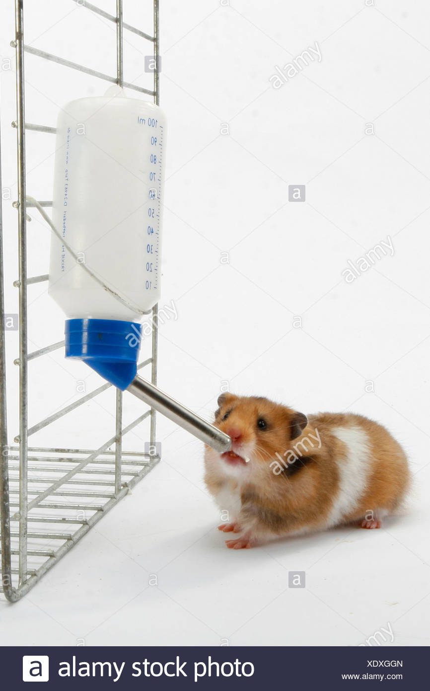 Hamster Drinking High Resolution Stock Photography and Images - Alamy