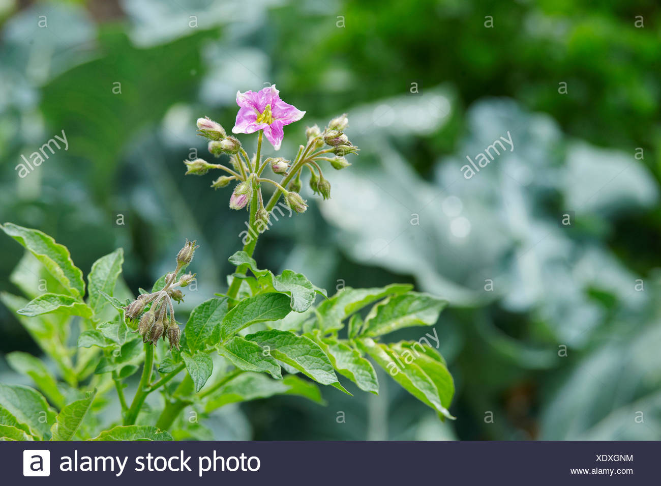 Potato Crop In Flower High Resolution Stock Photography and Images - Alamy