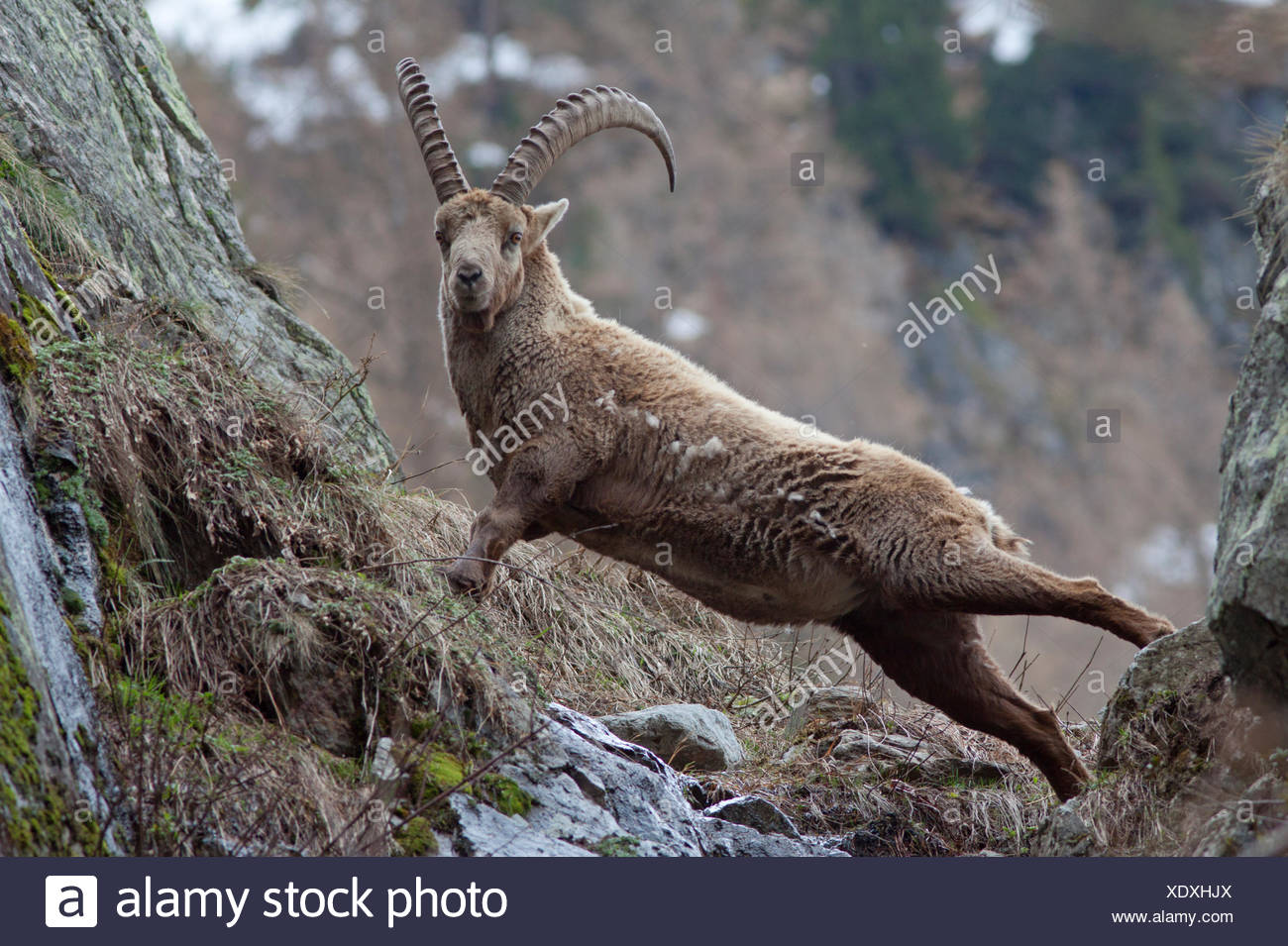 Male Alpine Ibex