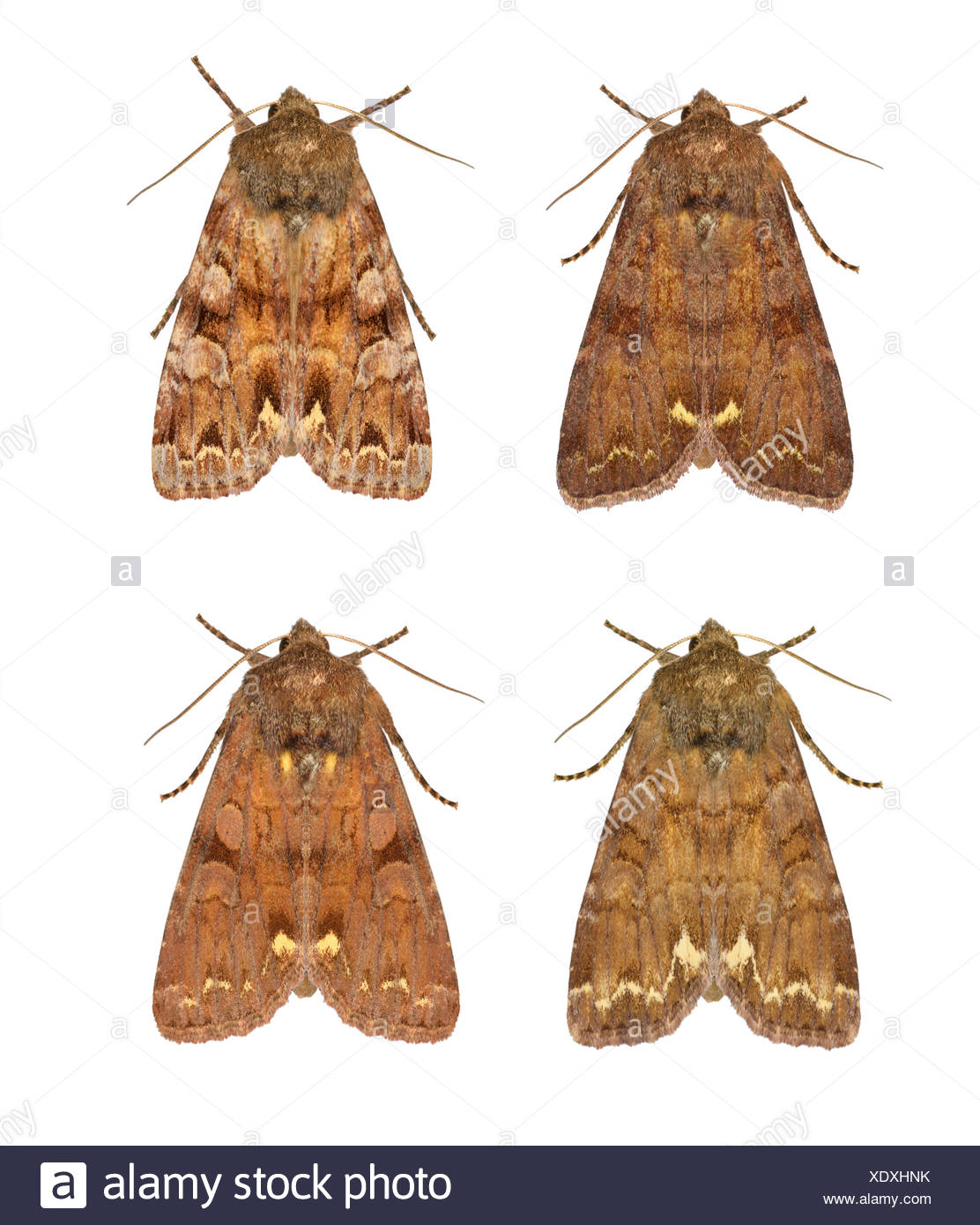 Pisi High Resolution Stock Photography and Images - Alamy