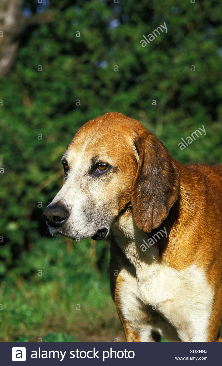 Great Anglo French White Orange Hound High Resolution Stock Photography ...